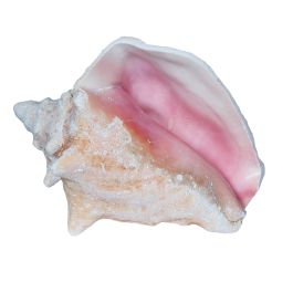 305204 - Conch w/ Slit Back 4-6"