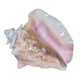 Conch Slit Back 10" Up