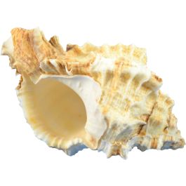 Apple Murex Seashells 2.25-3.25" (gal)