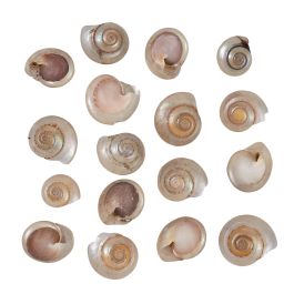 Button Trochus Pearled .5-.75" (Kilo)