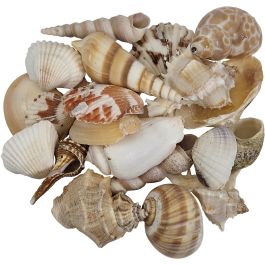 Large Indian Shell Mix 1-3" (kilo)