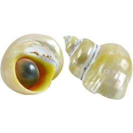 Goldmouth Turbo w-operculum 2"Up