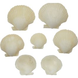 White Pecten 1.5-2.5" 1 Kilo