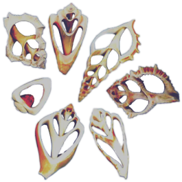 Center Cut Shells 2-3"-Assorted