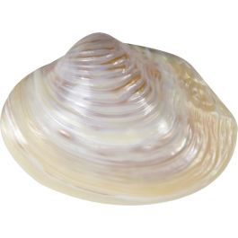 Pink Mussel Shell 6-8"
