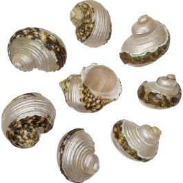 Banded Turbo Setosus 1-2"