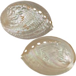 Haliotis Discus Pearled 5" Up