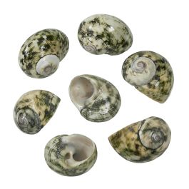 Green Cinnerus Turbo 1-2"