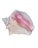 Conch Slit Back 8-10", Queen Shell
