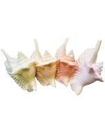 Conch Slit Back 8-10", Queen Shell