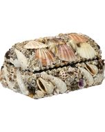 Pirate Shell Box 3.5x3"