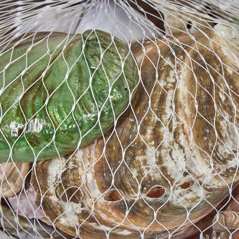 shell structure nets