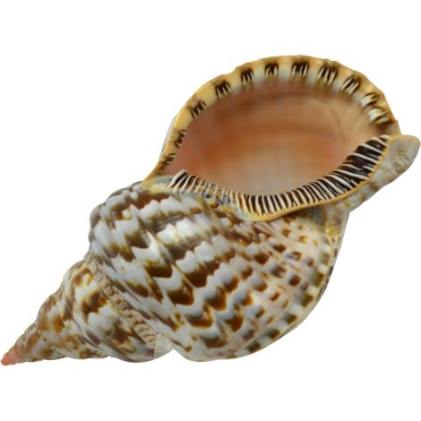 Triton Decorative Shell 9-10"