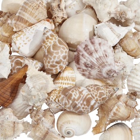 Large Indian Shell Mix 1-3" (kilo)