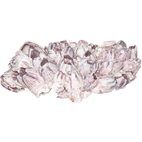 Barnacle Cluster 5-7"