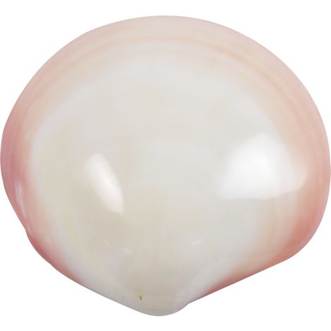 Tiger Clam Polished 3-4"