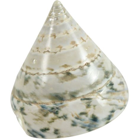 Green Trochus Polished 2-3"