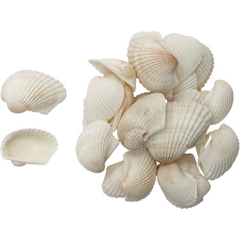 Caribbean Ark Shells 2-3" 1 Gallon (approx. 150 shells)