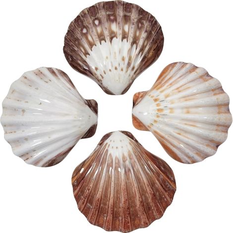 Lion Paw Polished Shell 4-5"