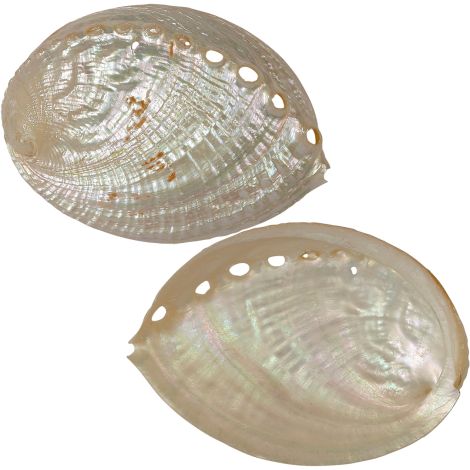 Haliotis Discus Pearled 4-5"