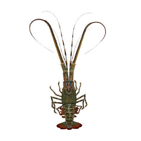 Lobster-Bamboo Painted Small 15"